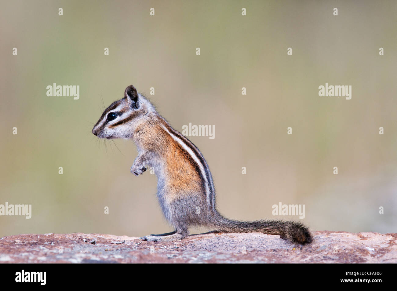 Least chipmunk (Tamias minimus), Moose Visitor Center, State Forest ...