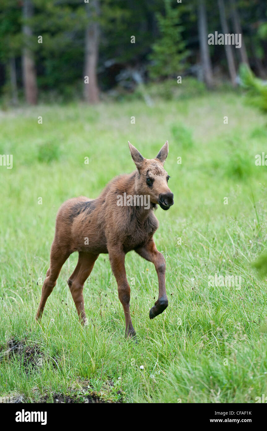 Moose (Alces alces shirasi), cow, Roosevelt National Forest, Colorado ...
