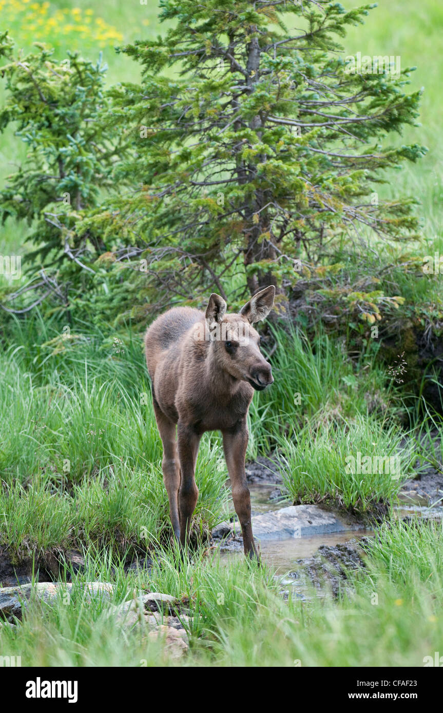 Moose (Alces alces shirasi), calf, Roosevelt National Forest, Colorado ...