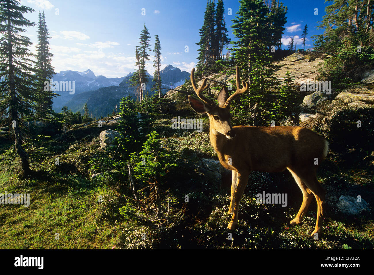 Wildlife of the Valhalla Range, Mule deer, Kootenays, Selkirk Mountains ...