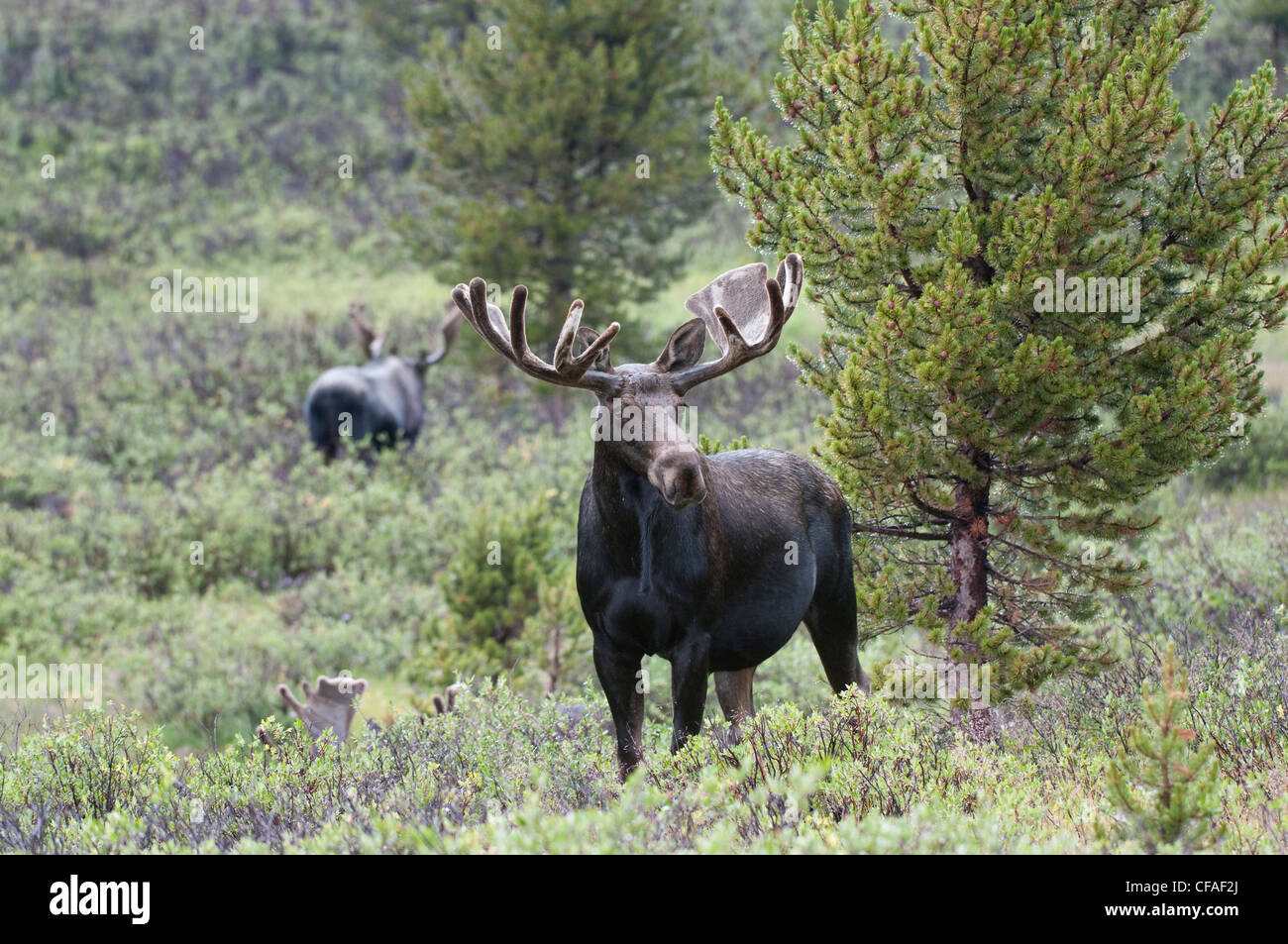 Moose (Alces alces shirasi), bull, Roosevelt National Forest, Colorado ...