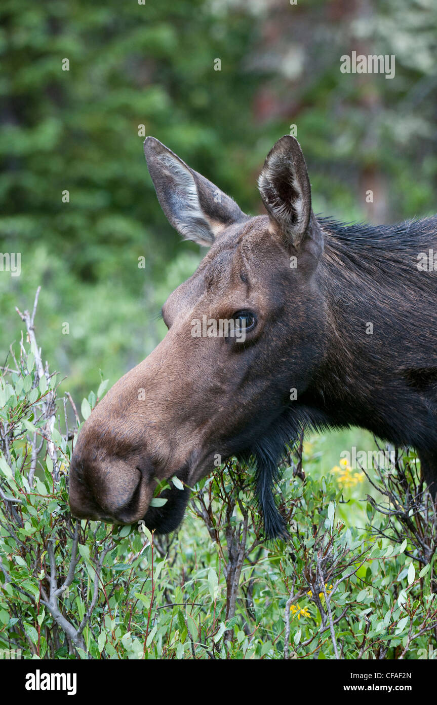 Moose (Alces alces shirasi), cow browsing, Roosevelt National Forest ...