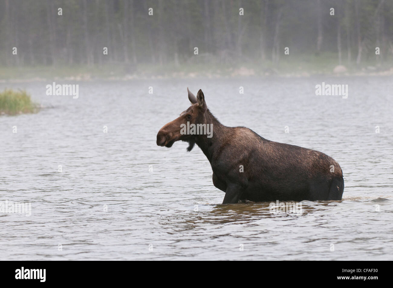 Moose (Alces alces shirasi), cow crossing lake in early morning fog ...