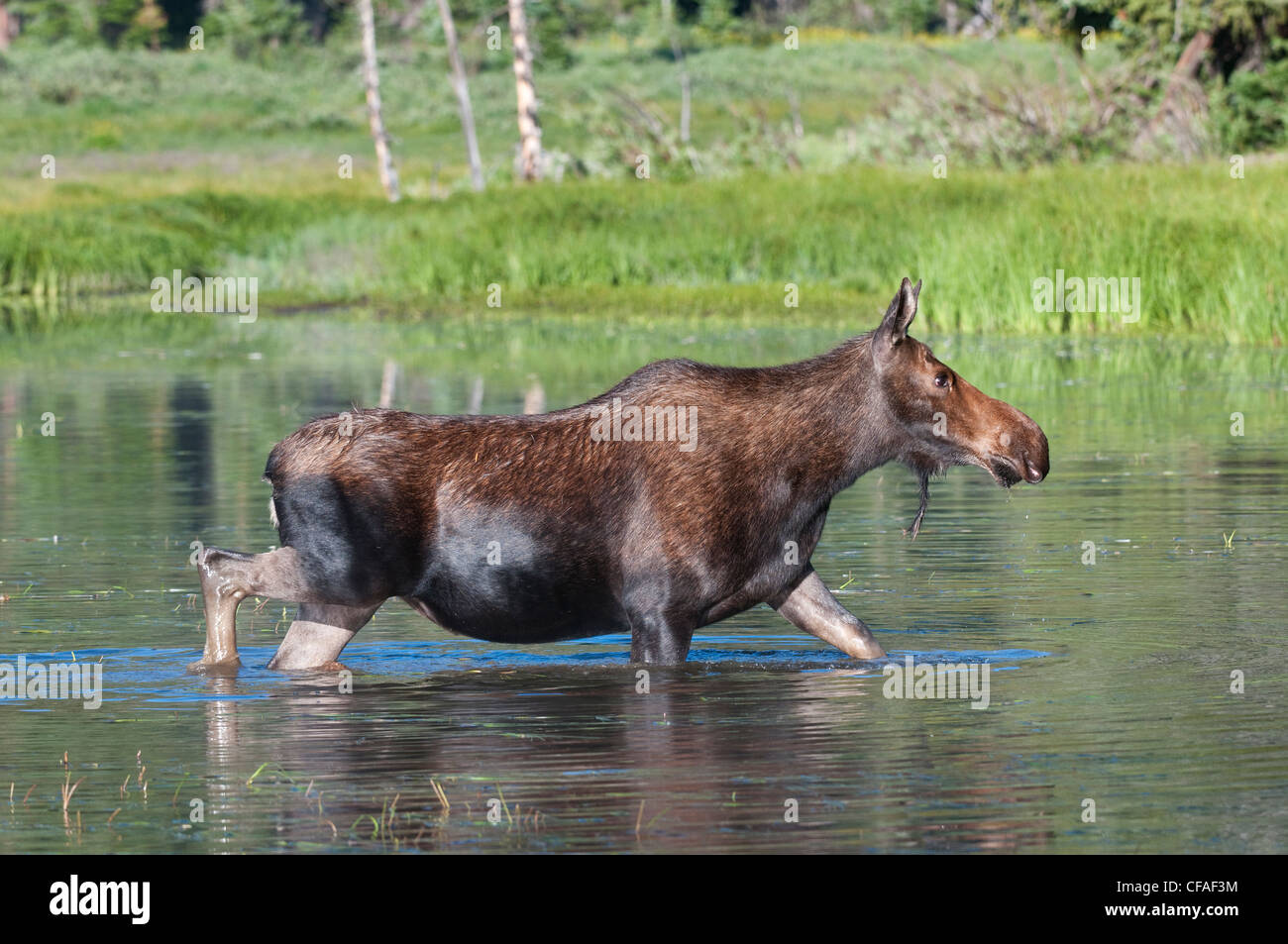 Moose (Alces alces shirasi), cow, Roosevelt National Forest, Colorado ...