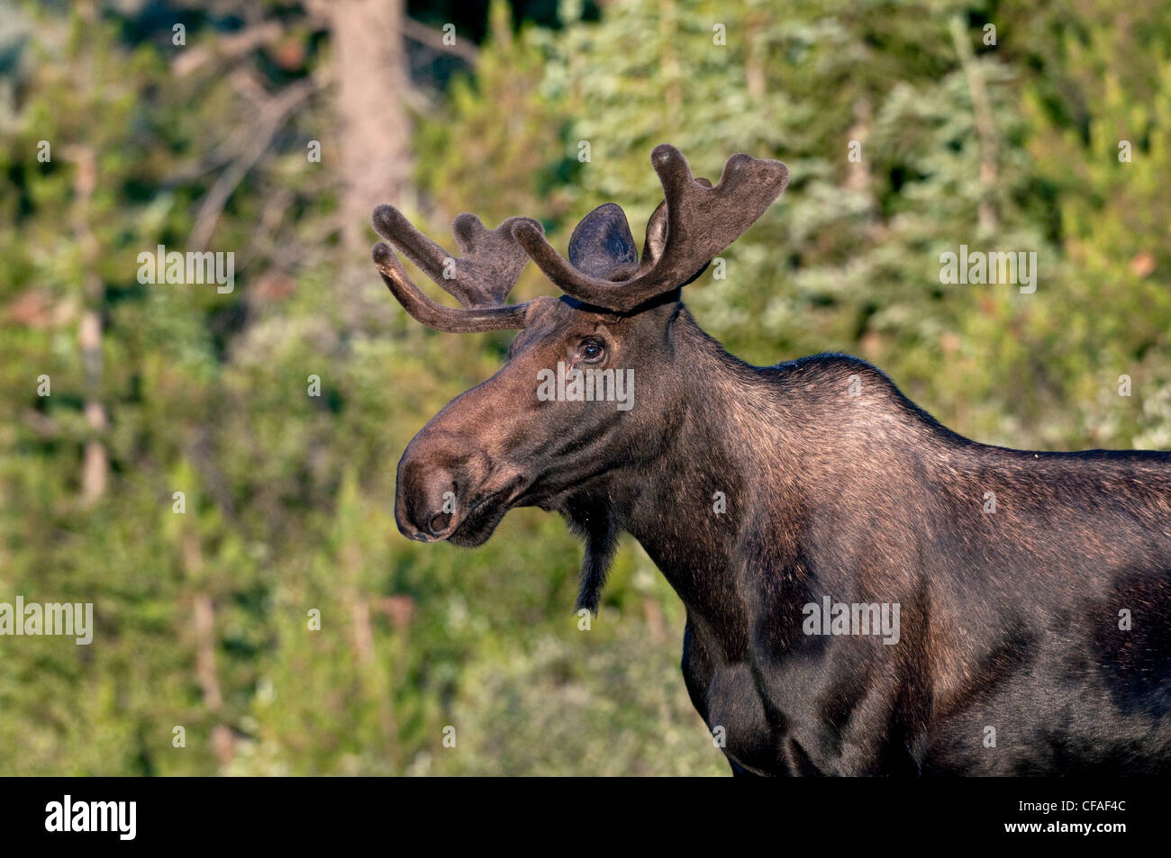 Moose (Alces alces shirasi), young bull, Roosevelt National Forest ...
