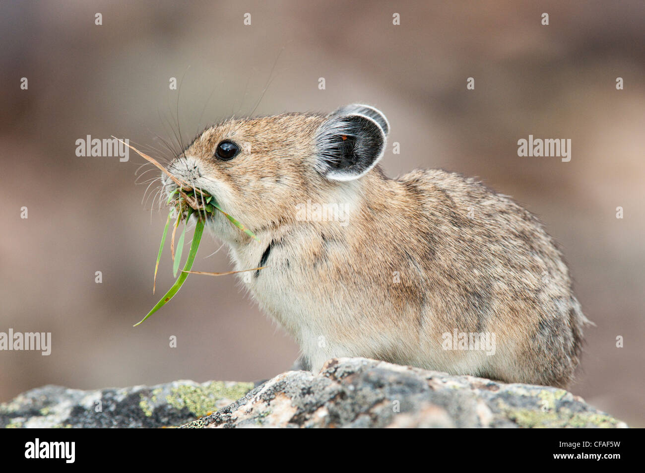 American pika food hi-res stock photography and images - Alamy