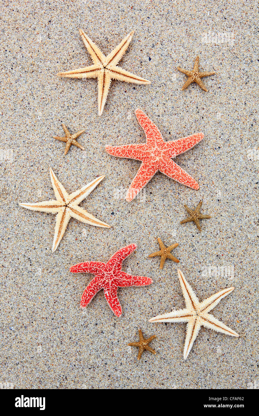 Vexillum hi-res stock photography and images - Alamy