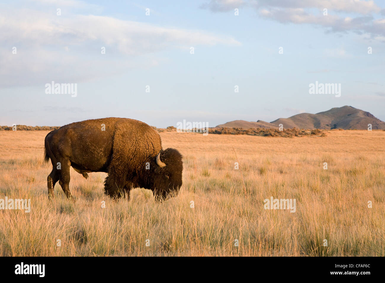 Plains bison (Bison bison bison), bull, Antelope Island, Utah Stock ...