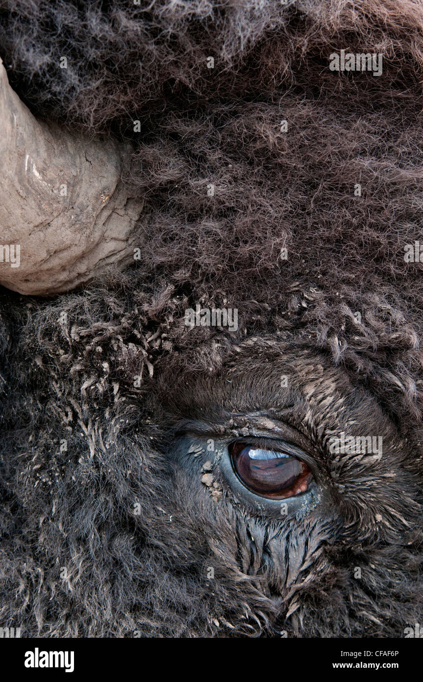 Plains bison (Bison bison bison), bull's eye, National Bison Range ...
