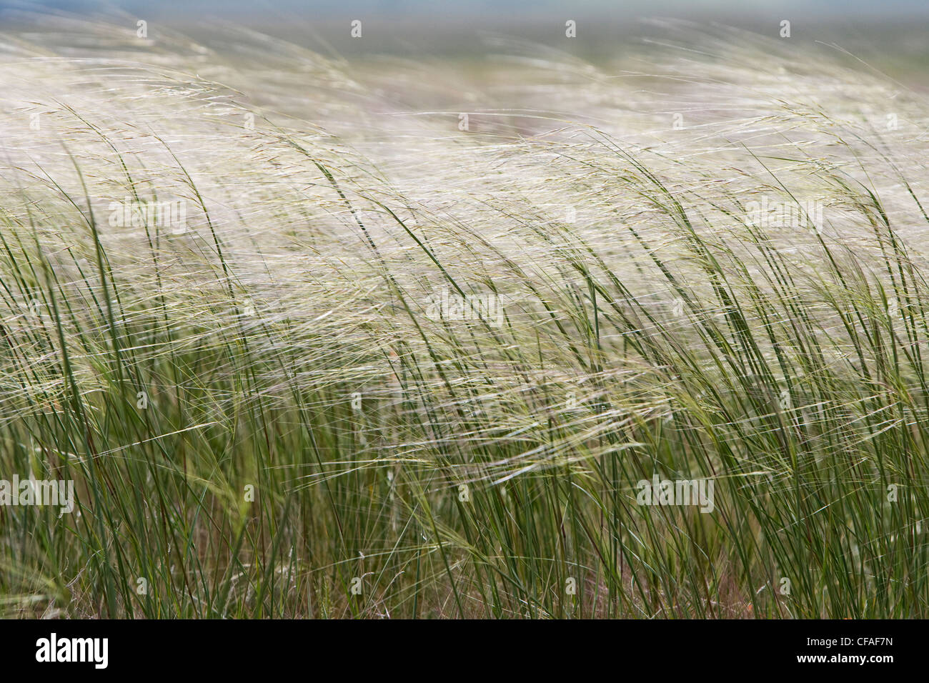 Pawnee national grasslands hi-res stock photography and images - Alamy