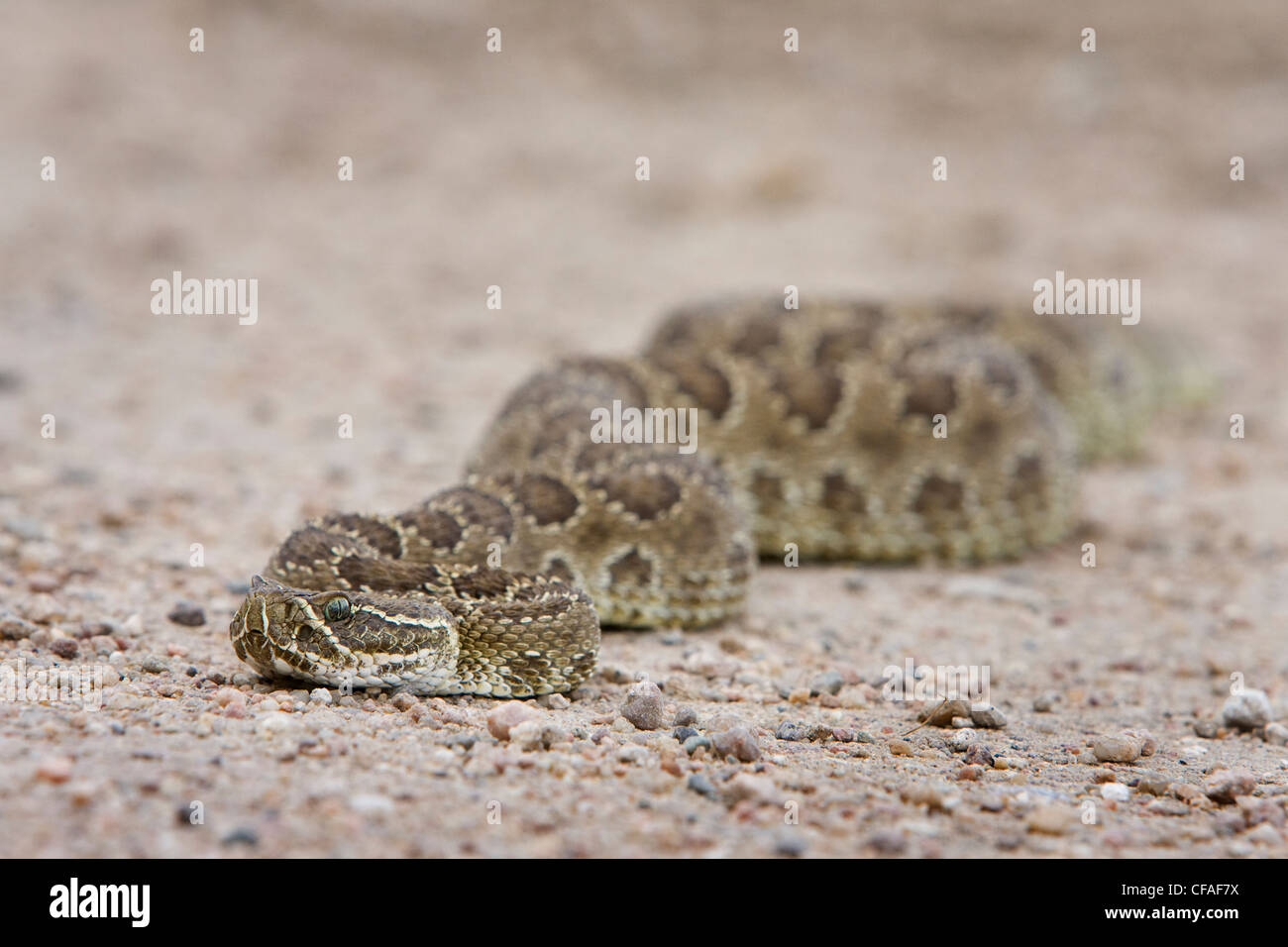 Prairie rattlesnake (Crotalus viridis viridis), near Pawnee National ...
