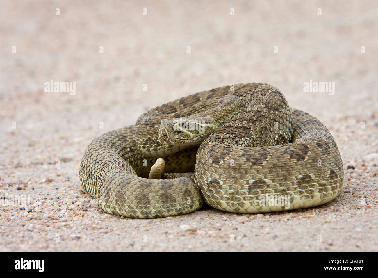 Prairie rattlesnake (Crotalus viridis viridis), near Pawnee National ...
