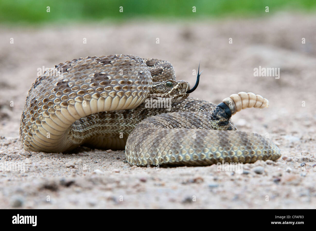 Prairie rattlesnake (Crotalus viridis viridis), near Pawnee National ...