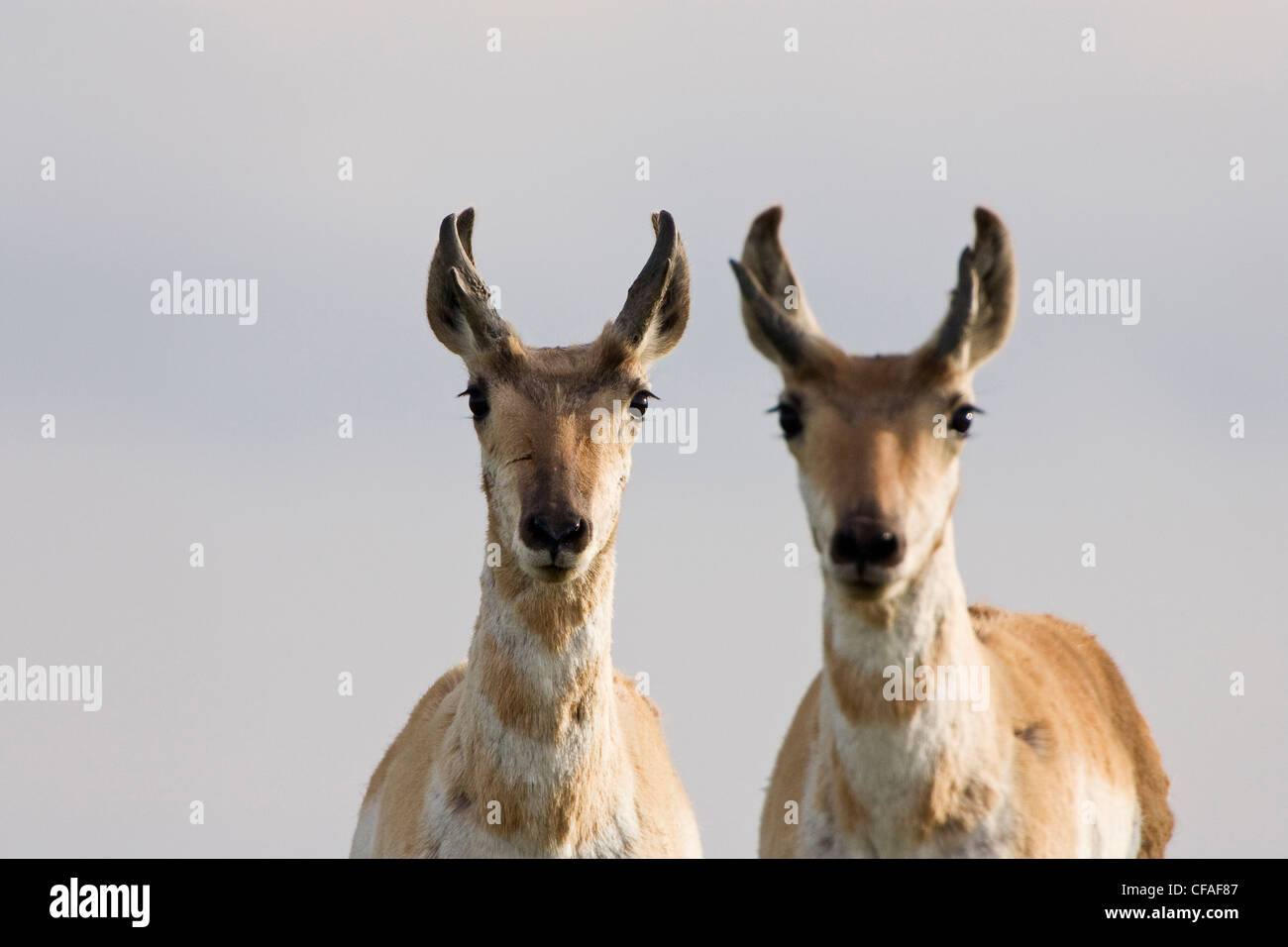 Pronghorn (Antilocapra americana), buck (left) and young buck, Pawnee ...