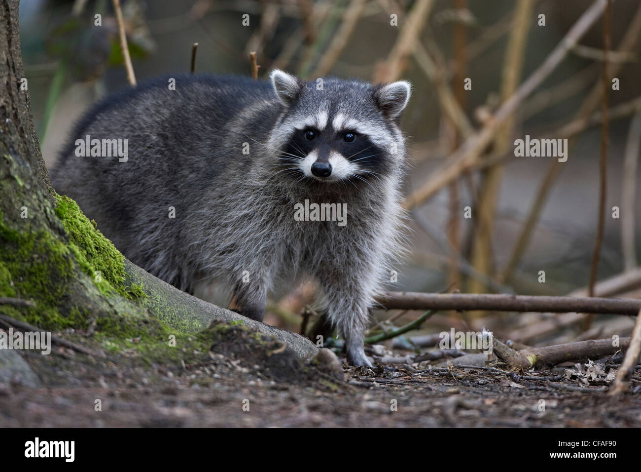 Raccoon (Procyon lotor), Stanley Park, Vancouver, British Columbia ...