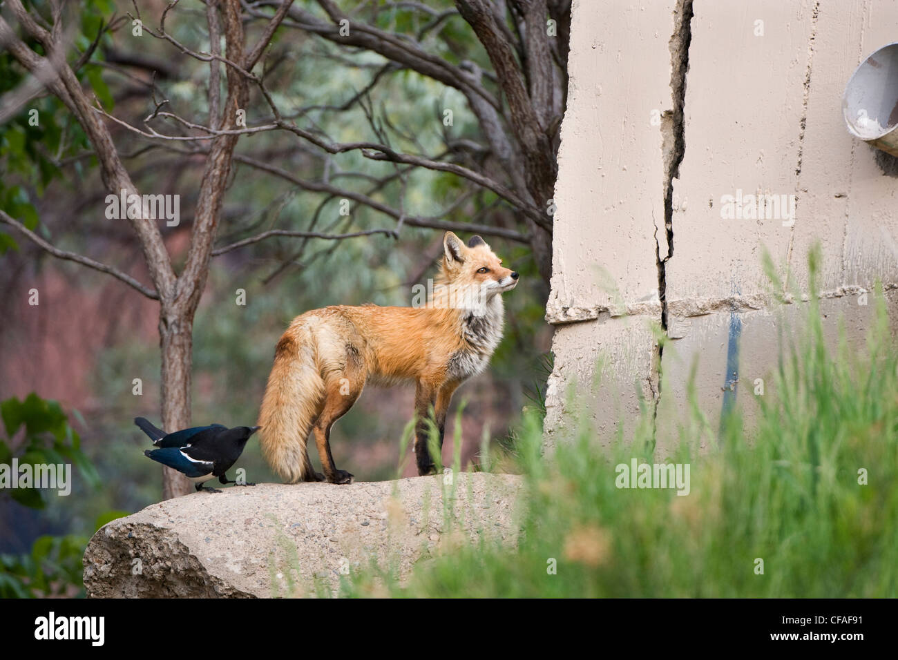 Red fox (Vulpes vulpes), being taunted by a black-billed magpie (Pica ...