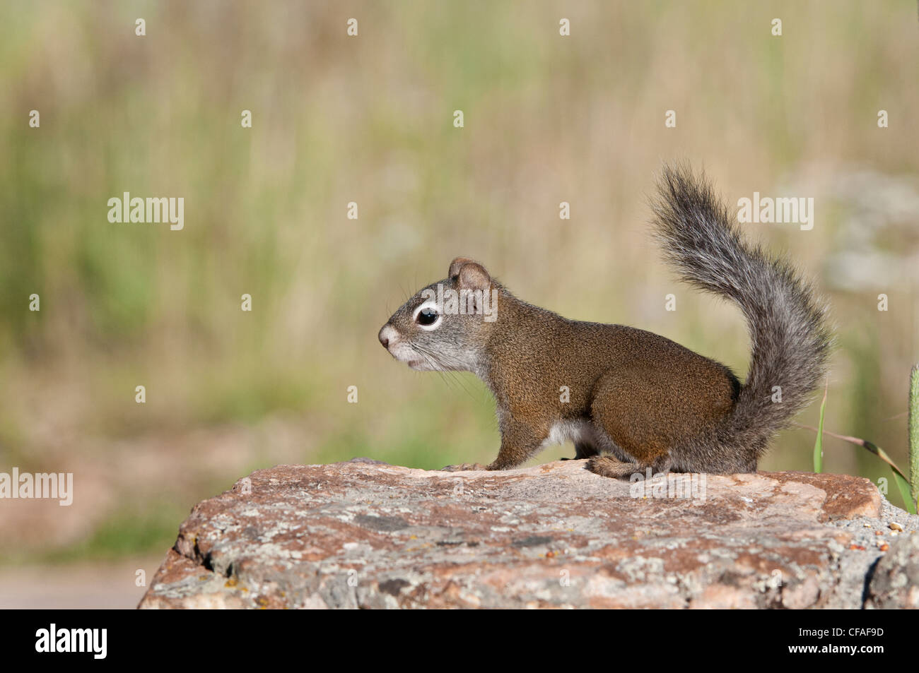 Red squirrel (Tamiasciurus hudsonicus), Moose Visitor Center, State ...