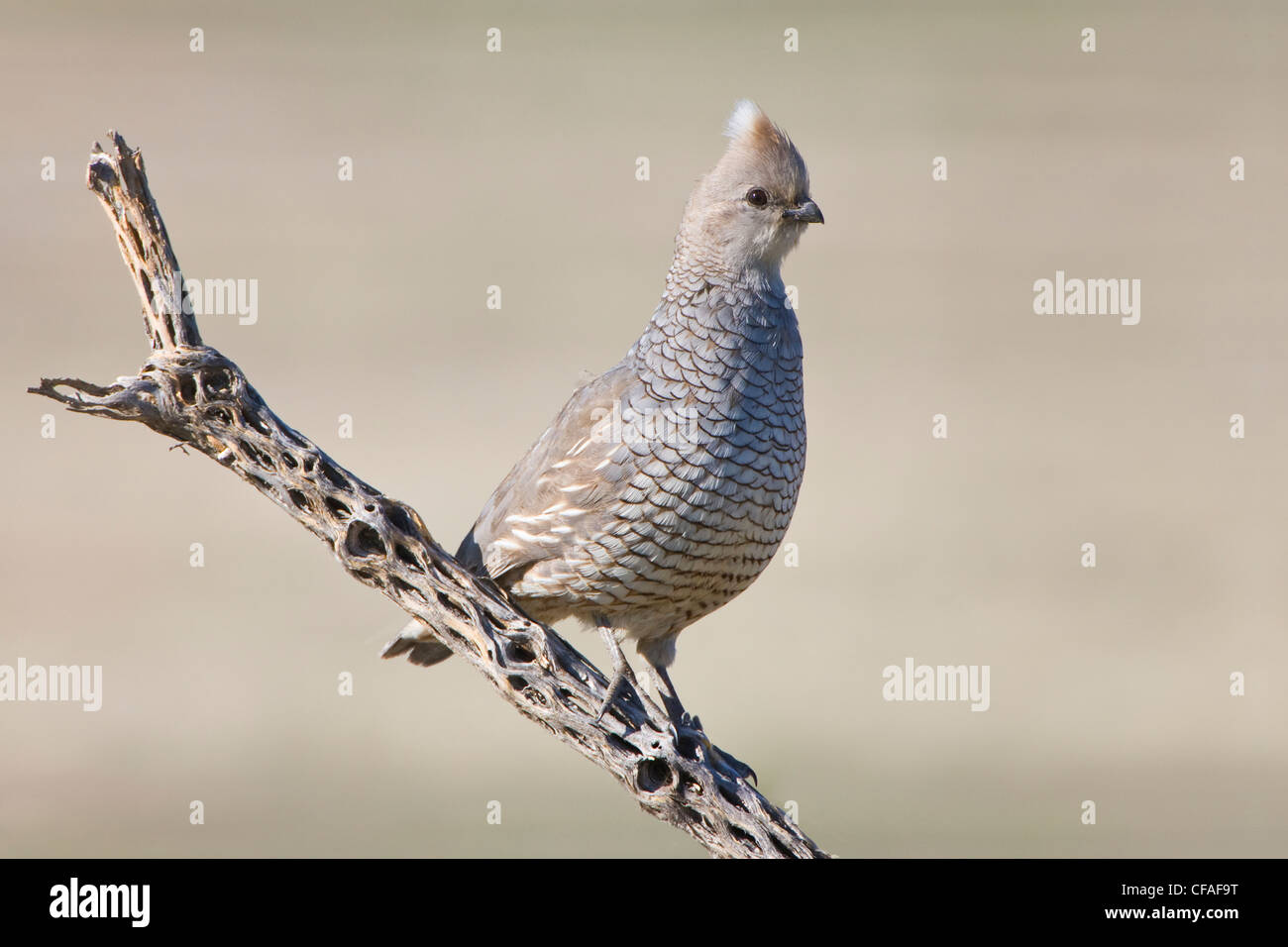 Scaled quail (Callipepla squamata), male on dead cholla (Cylindropuntia ...
