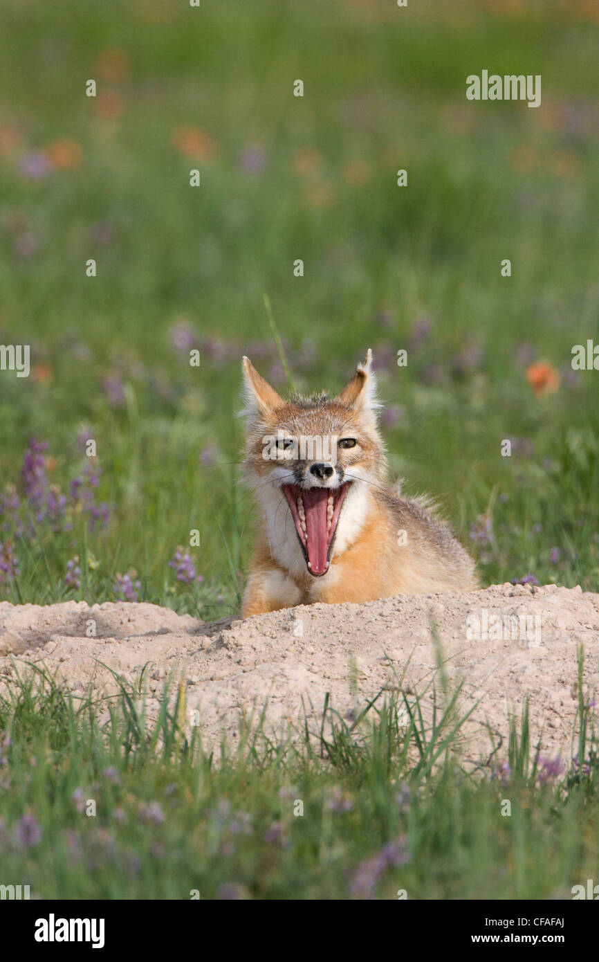 Cute fox among wildflowers hi-res stock photography and images - Alamy