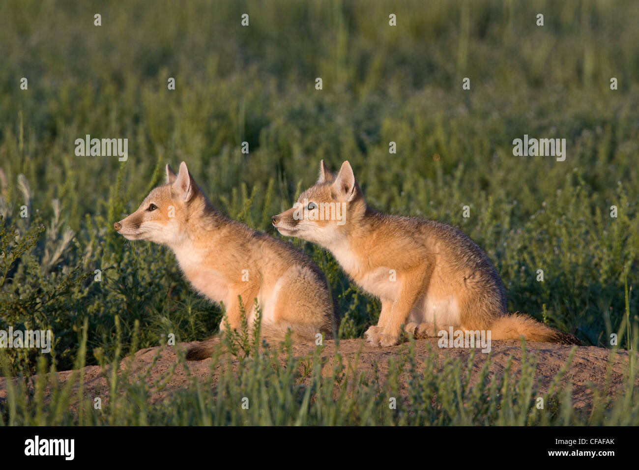 Side view of fox hi-res stock photography and images - Alamy