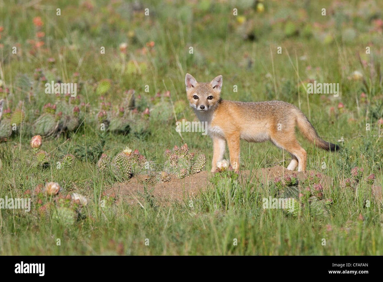 Swift fox kit hi-res stock photography and images - Alamy