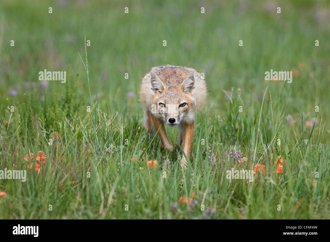 Swift fox (Vulpes velox), adult, near Pawnee National Grassland ...