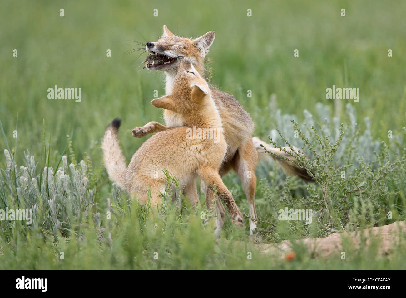 Animal rodent hungry hi-res stock photography and images - Alamy
