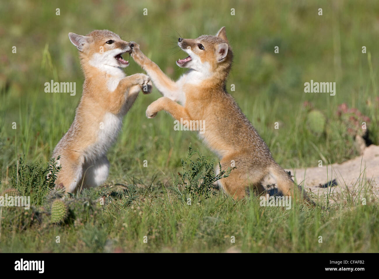 Swift fox (Vulpes velox), kits playing at den, near Pawnee National ...