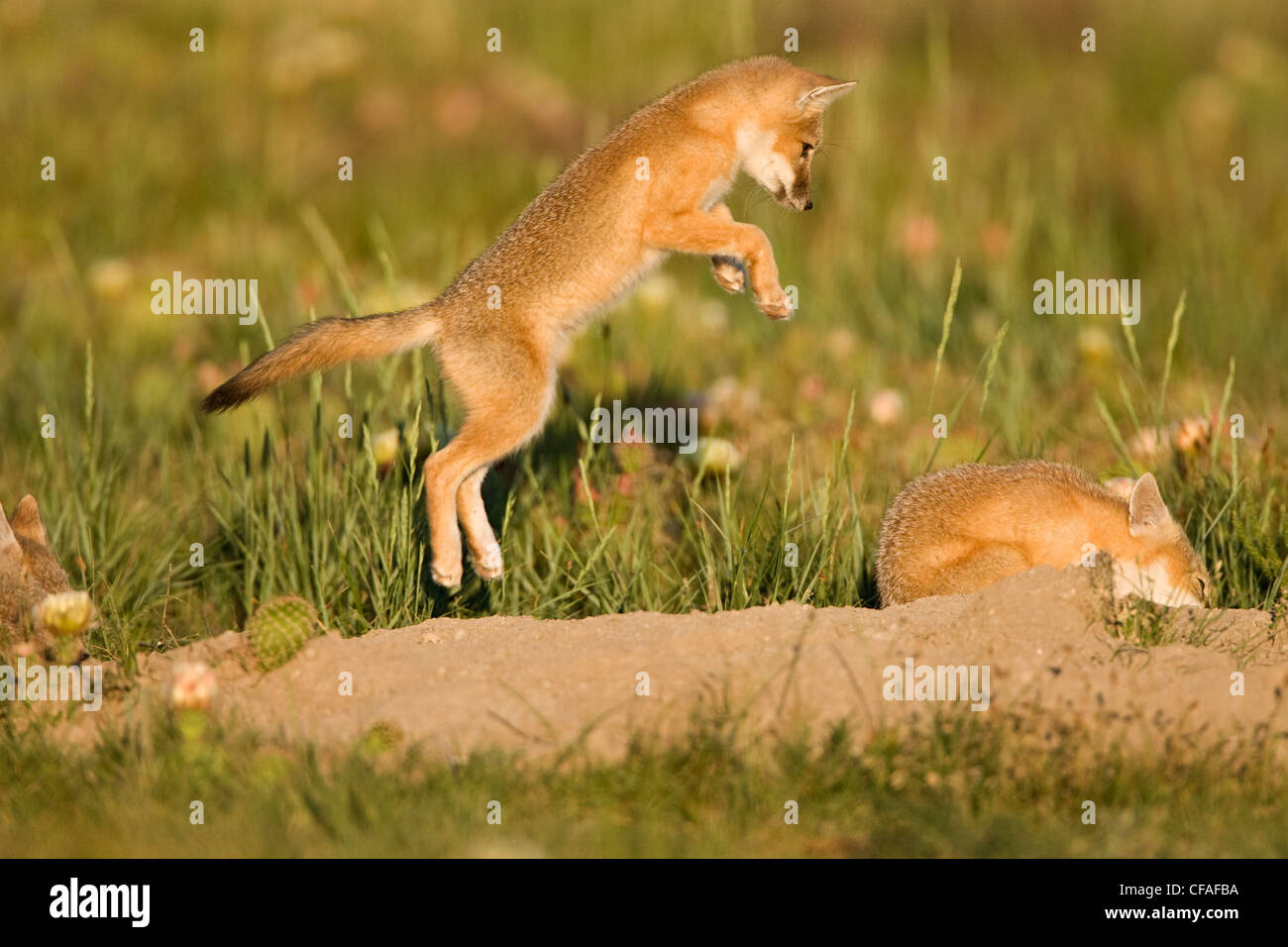 Leaping fox hi-res stock photography and images - Alamy