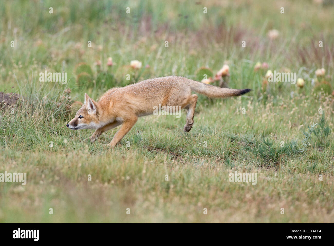 Swift fox kit hi-res stock photography and images - Alamy
