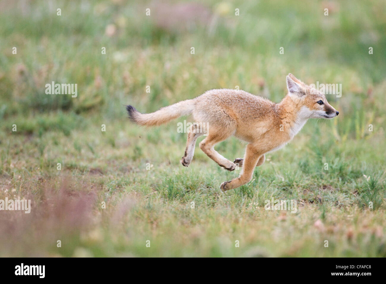 Swift fox (Vulpes velox), kit running, near Pawnee National Grassland ...