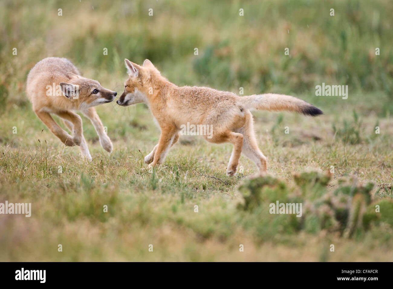 Swift fox vulpes velox kits playing hi-res stock photography and images ...