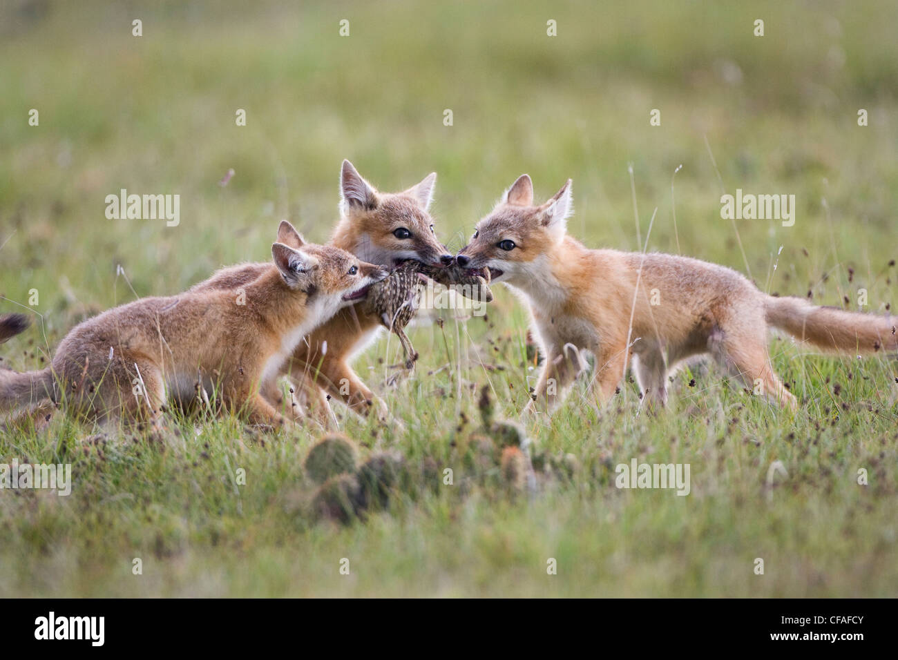 Swift fox kits hi-res stock photography and images - Alamy