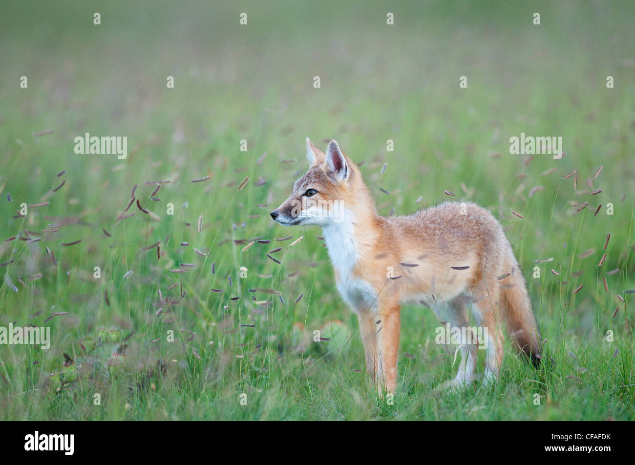 Swift fox (Vulpes velox), kit among blue grama grass (Bouteloua ...