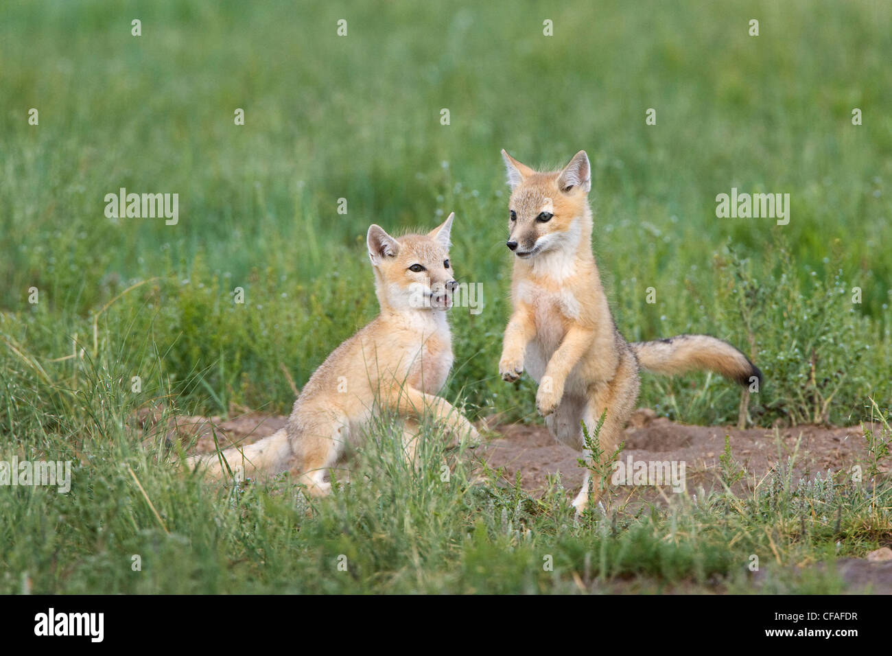 Swift fox (Vulpes velox), kits playing at den, near Pawnee National ...
