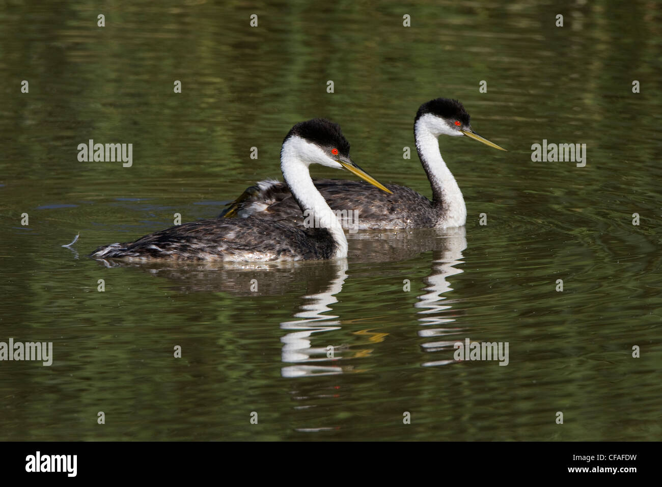 Western grebe (Aechmophorus occidentalis), pair, Bear River Migratory ...