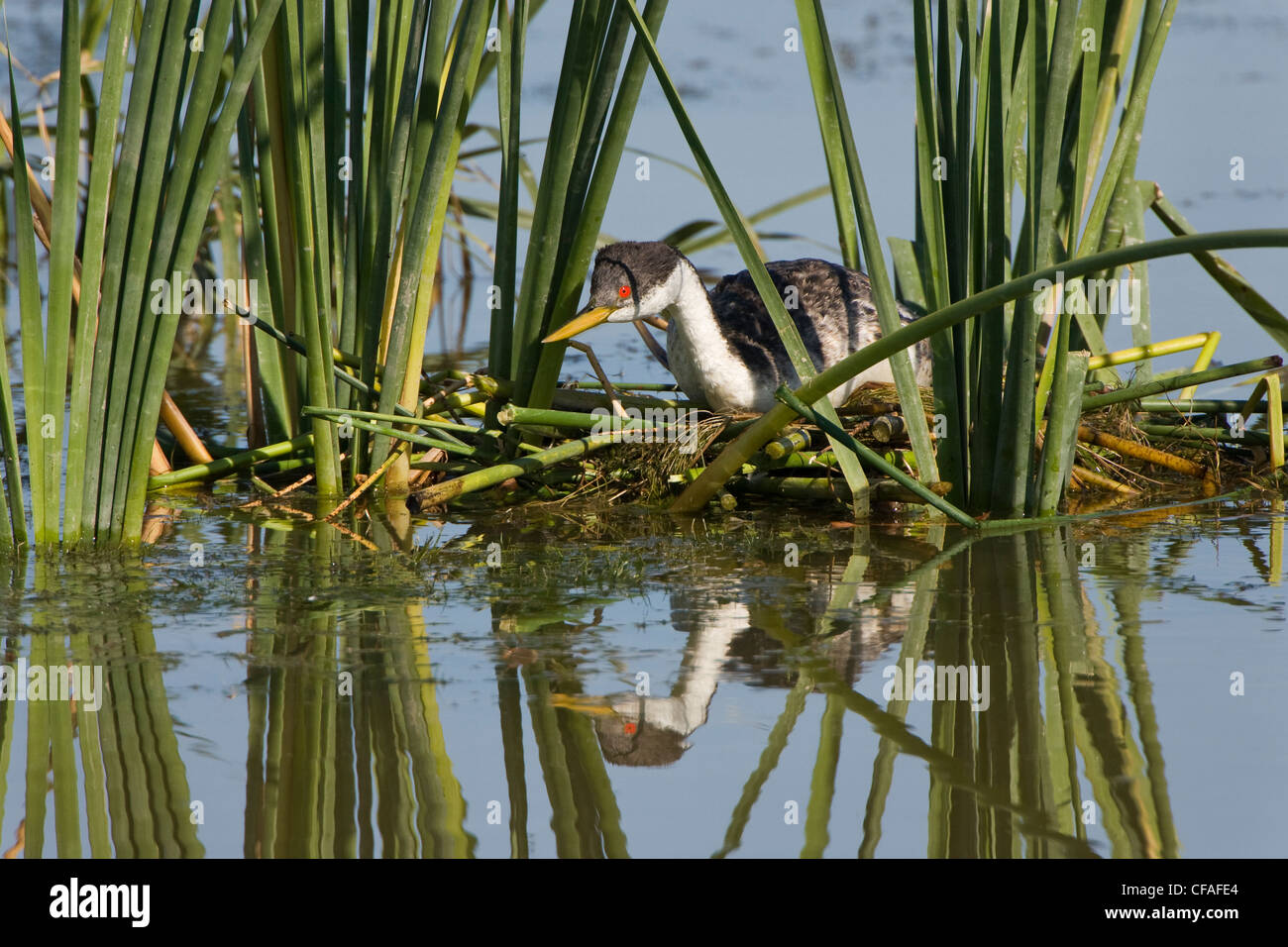 Western grebe (Aechmophorus occidentalis), on nest, Bear River ...