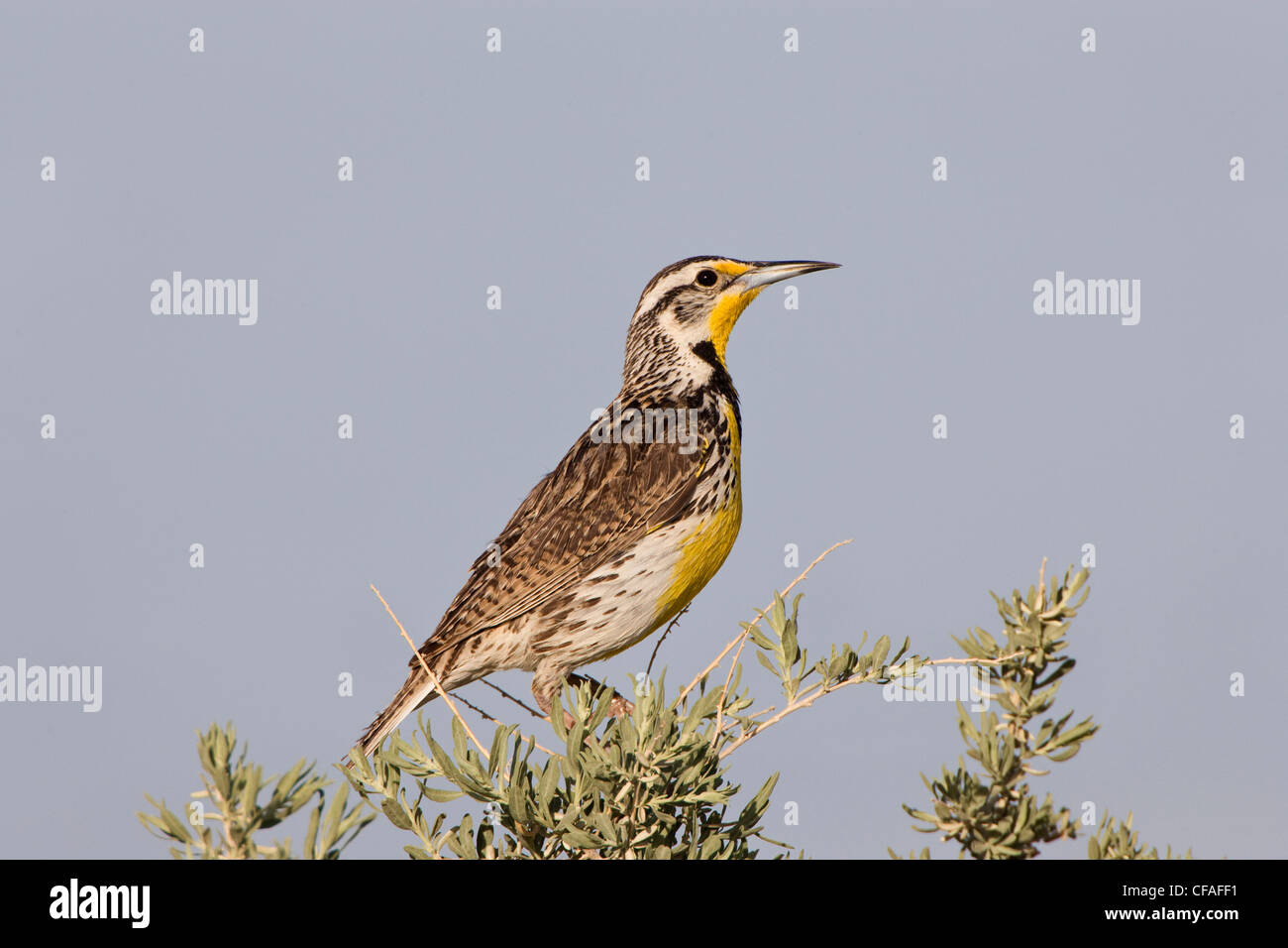 Western meadowlark (Sturnella neglecta), Pueblo West, Colorado Stock ...