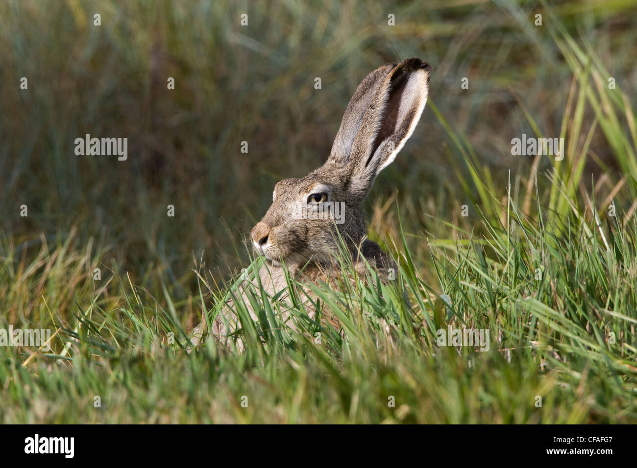 White-tailed jackrabbit (Lepus townsendii), Arapaho National Wildlife ...