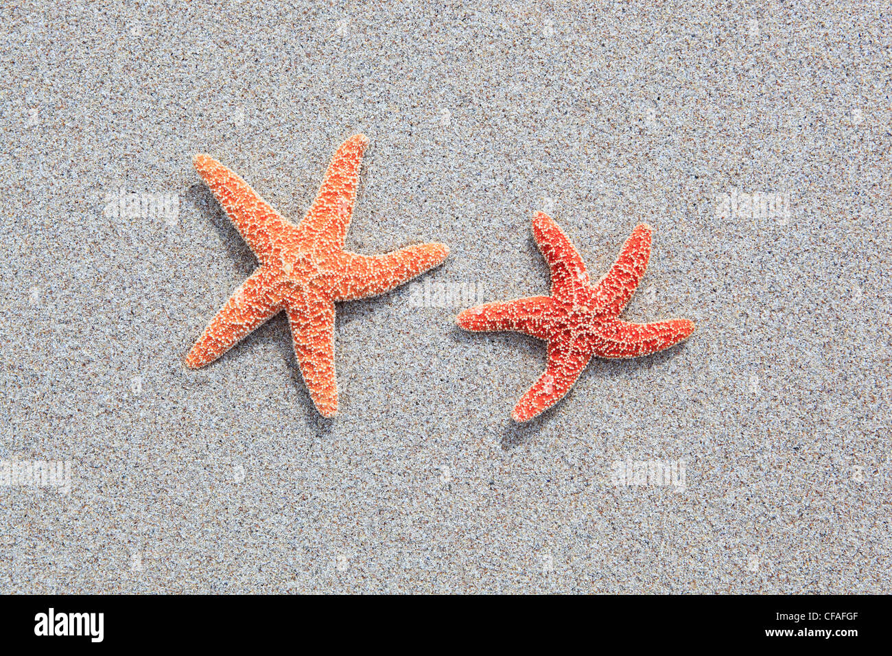 Impression, Great Britain, coast, sea, marine animal, nature, North Sea ...