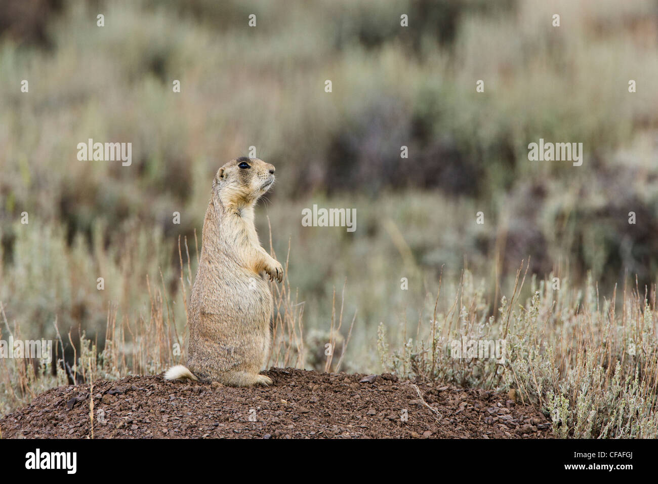 Prairie dog in burrow hi-res stock photography and images - Alamy