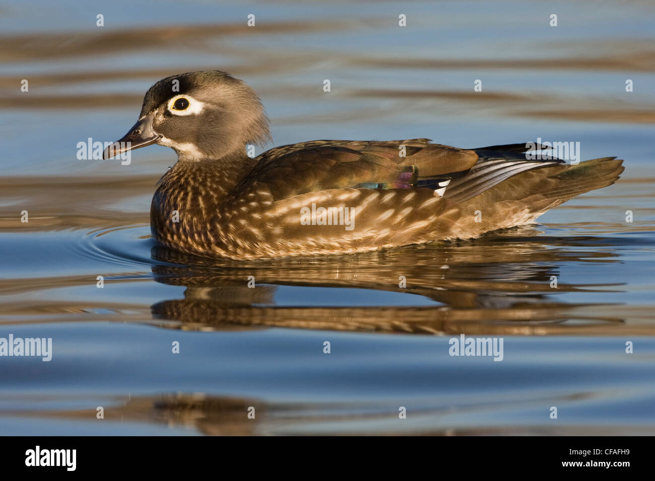 Wood duck (Aix sponsa), female, Burnaby Lake, Burnaby, British Columbia ...