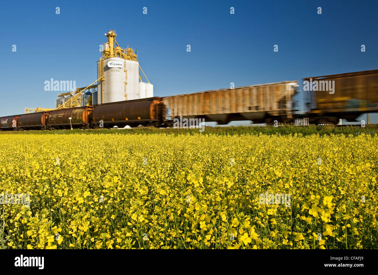 rail hopper cars pass a canola field and inland grain terminal near ...