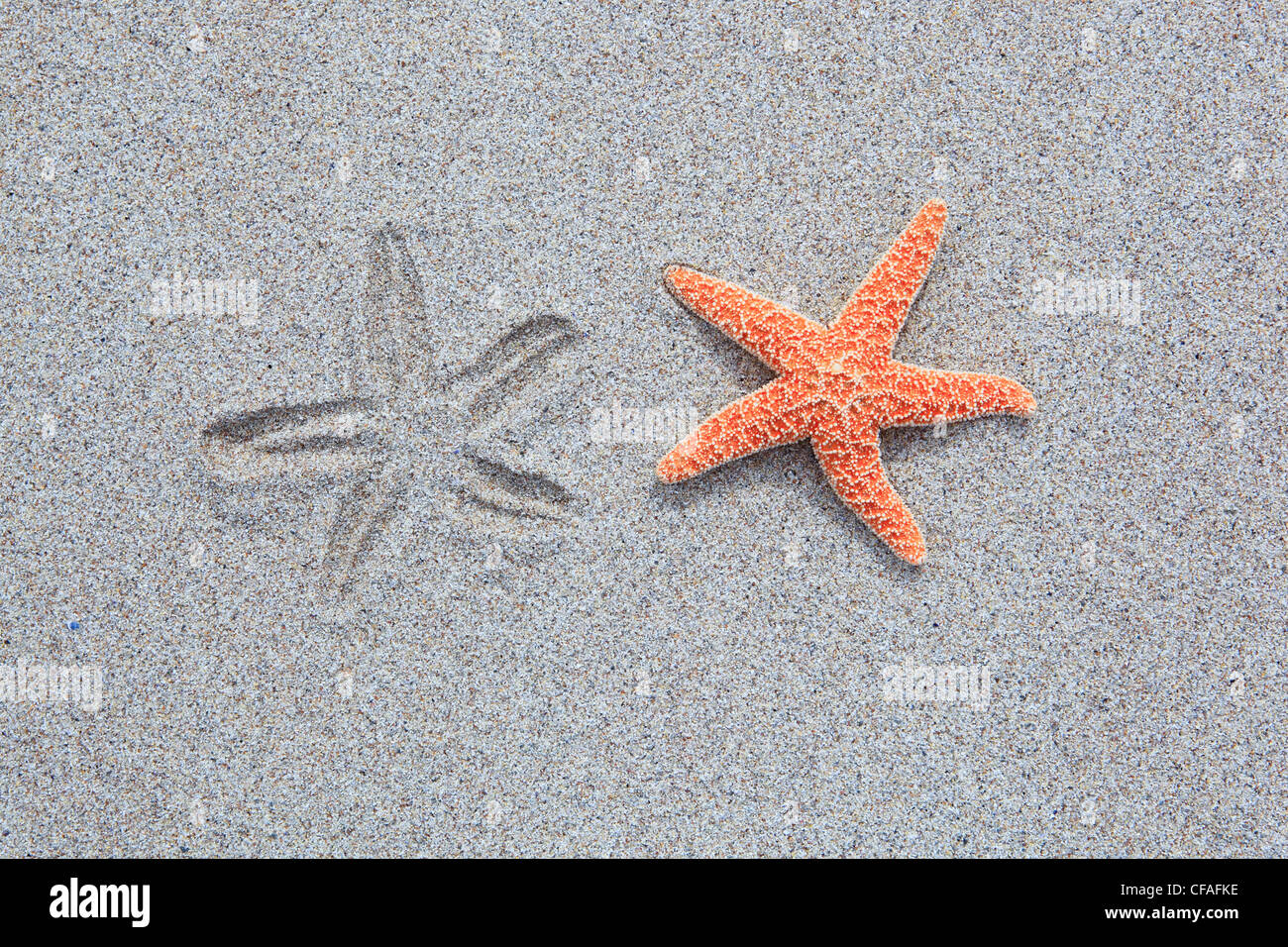 Impression pattern, sample, Chlamys vexillum, Great Britain, coast, sea ...