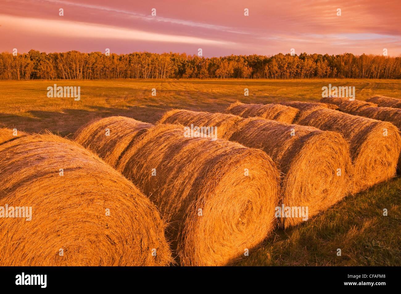 Hay rolls hi-res stock photography and images - Alamy