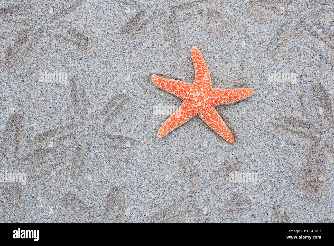 Impression pattern, sample, Chlamys vexillum, Great Britain, coast, sea ...