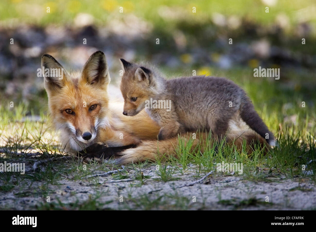 Red fox kits resting hi-res stock photography and images - Alamy