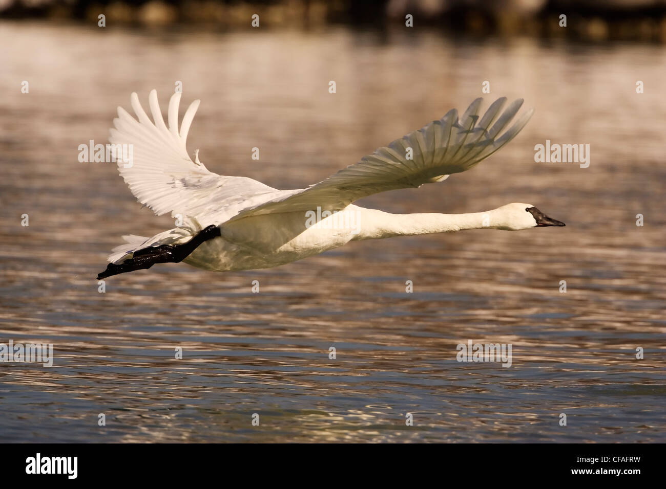 Trumpet like hi-res stock photography and images - Alamy