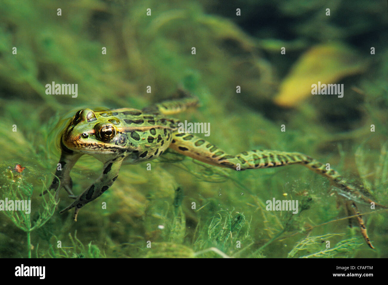 Northern Leopard Frog Range