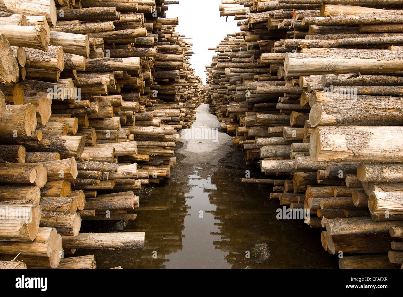 A log-sort showing the extent of forest harvest during a pine beetle ...